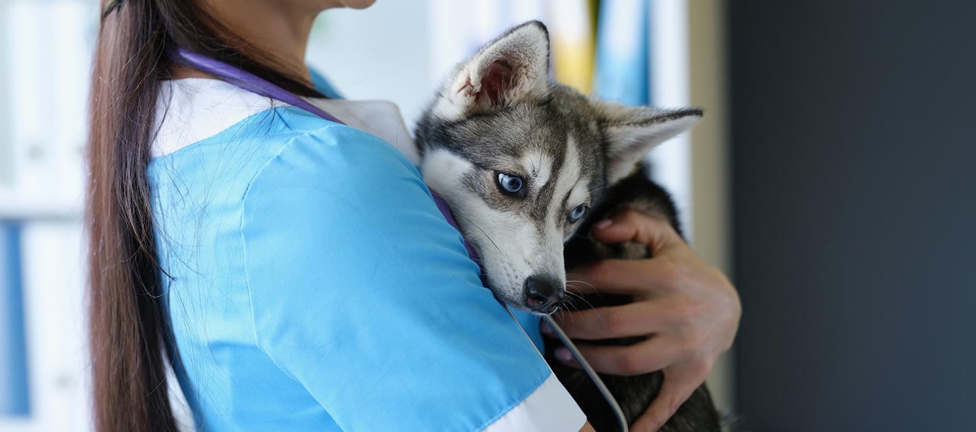 Viyo Recuperation: Su aliado en la recuperación de perros y gatos